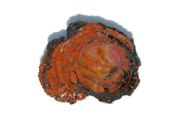 Petrified Wood: The Only Guide You Need - Gemstonist